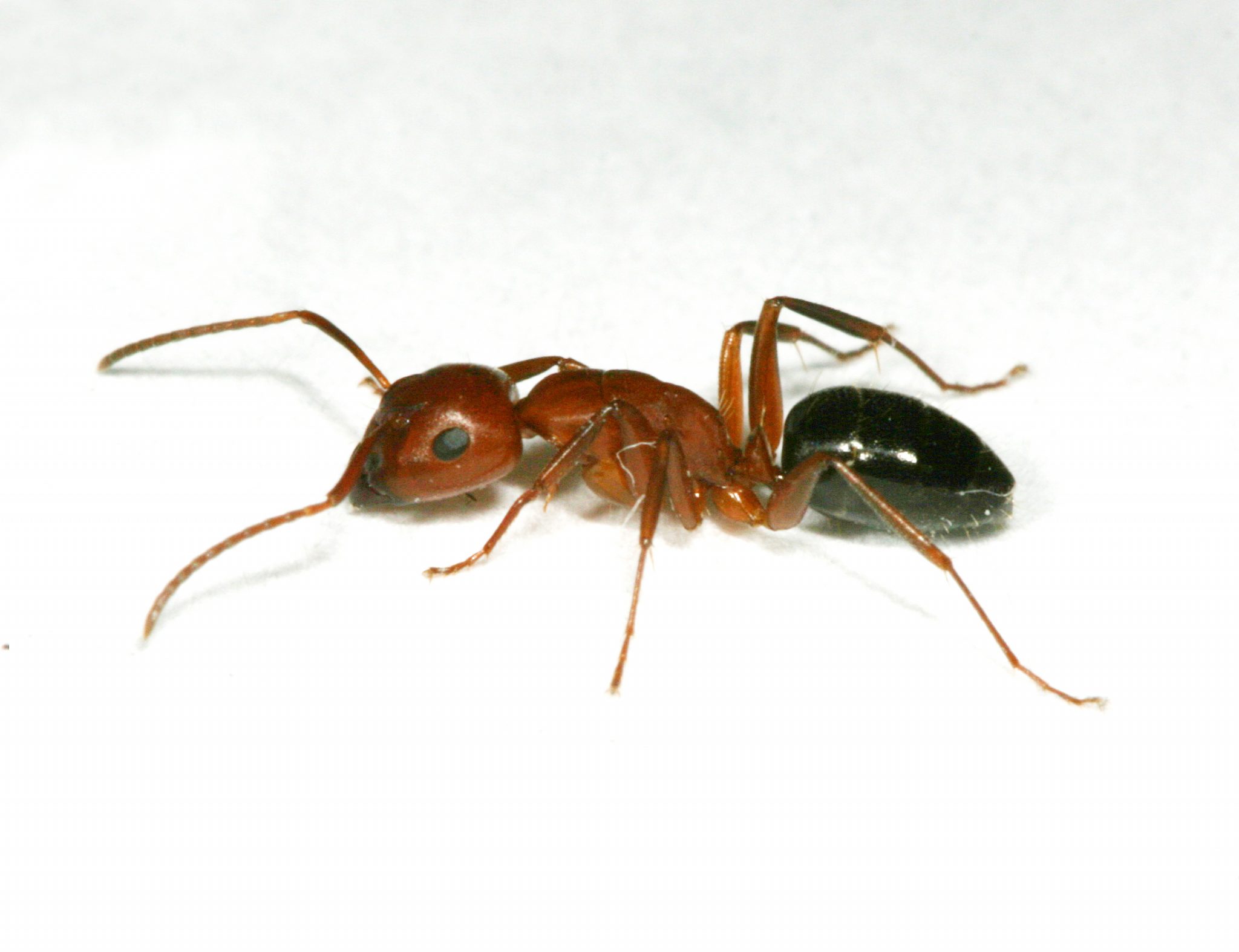 Carpenter Ants - EZ Honolulu Pest Control
